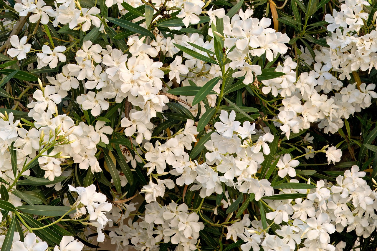 Nature Blanche Laurier Rose - Photo gratuite sur Pixabay