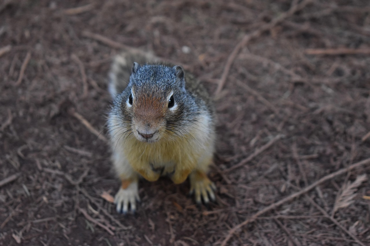 Rodent Squirrel Animal - Free photo on Pixabay