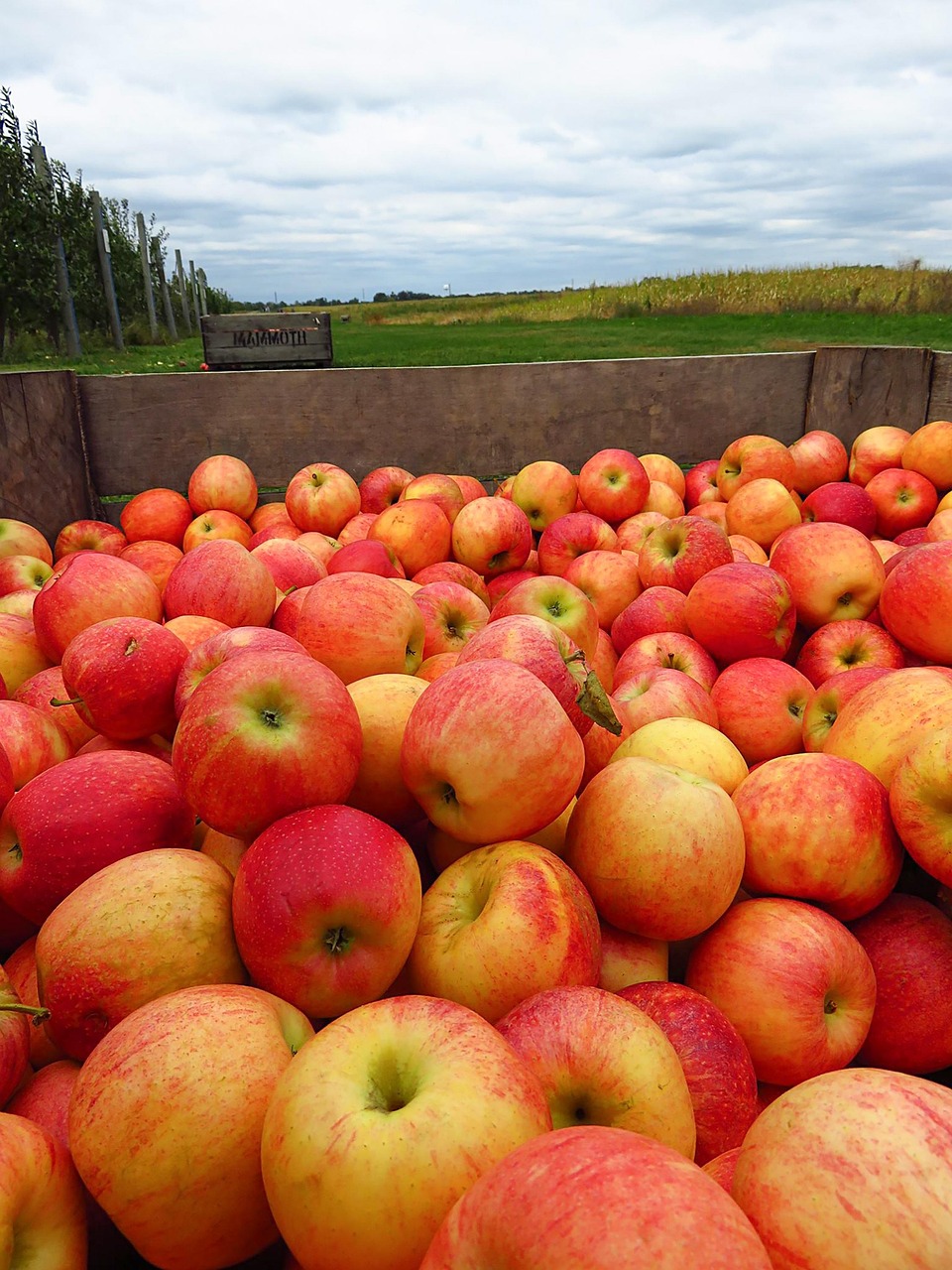 Apples Fruit Fall - Free photo on Pixabay