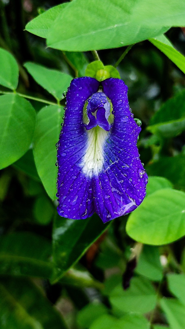 Flower Asian Pigeonwings - Free photo on Pixabay