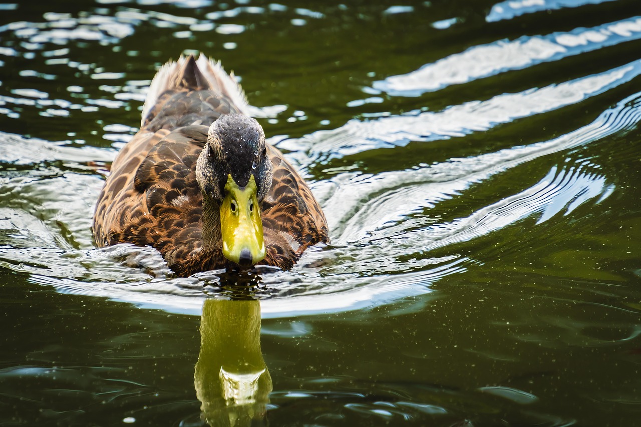 Canard Lac Animal - Photo gratuite sur Pixabay - Pixabay