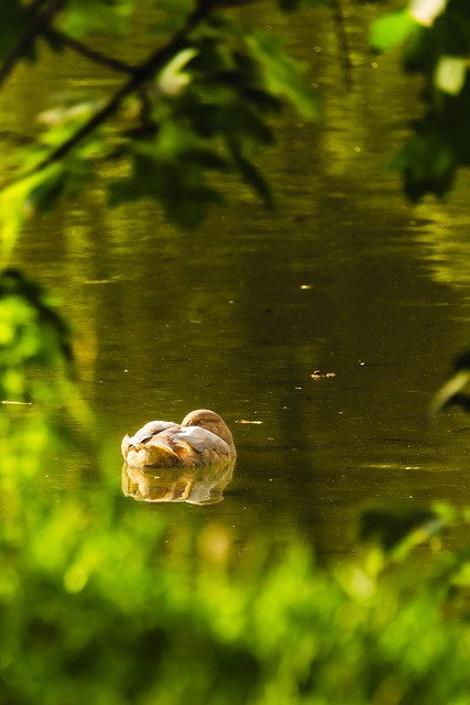 Canard Lac Animal - Photo gratuite sur Pixabay - Pixabay