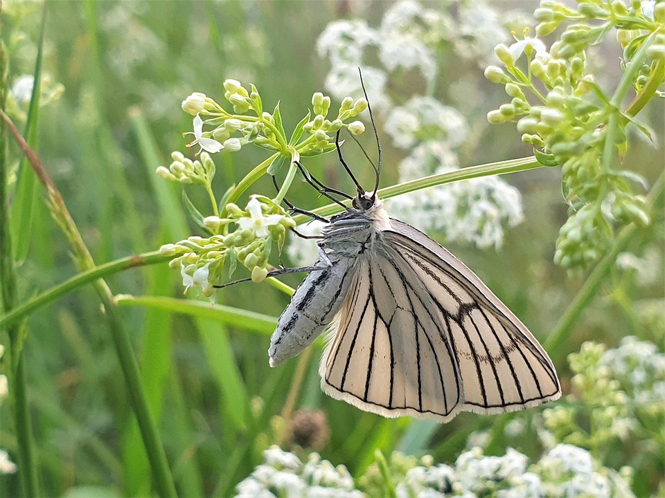 Nature Insecte Ailes - Photo gratuite sur Pixabay