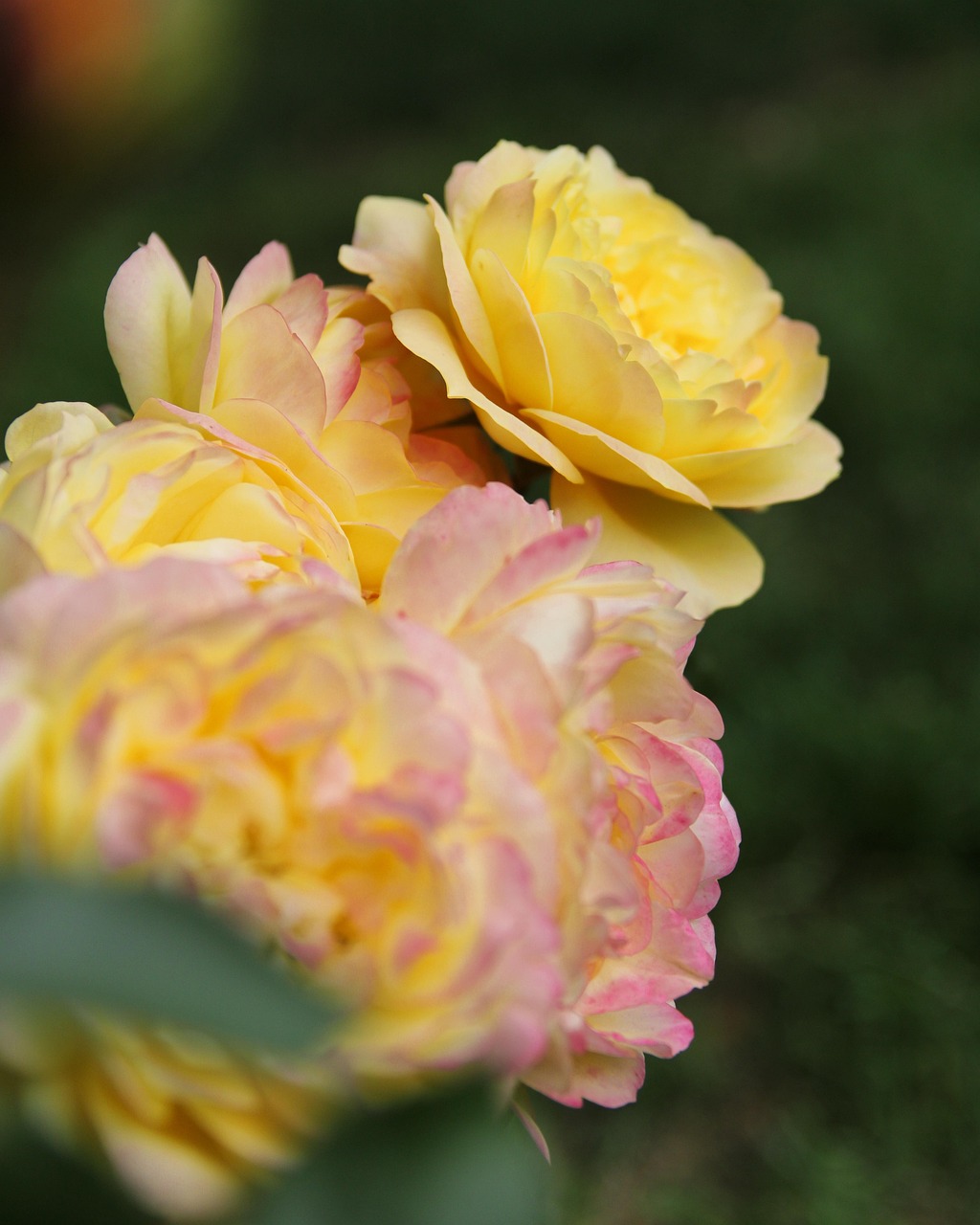 Jaune Rose Des Roses - Photo gratuite sur Pixabay