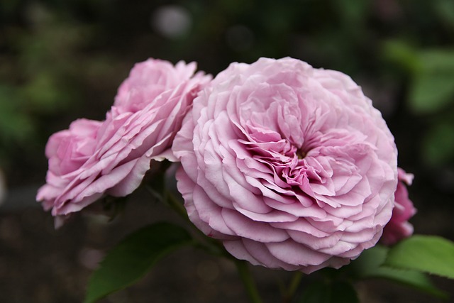 Mauve Violet Des Roses - Photo gratuite sur Pixabay - Pixabay