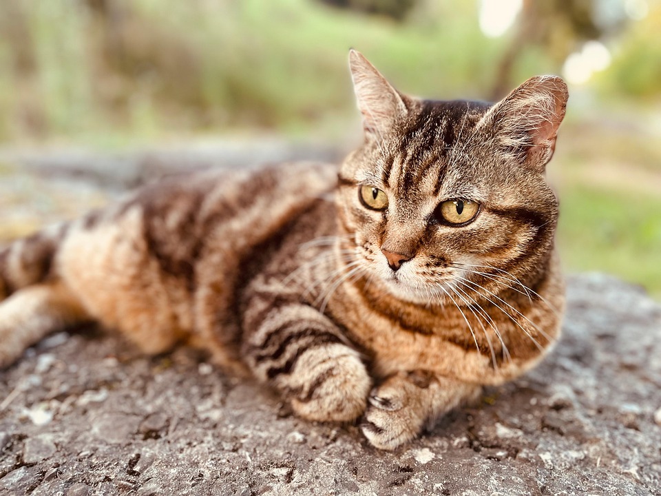 Mammal Cat Brindle - Free photo on Pixabay