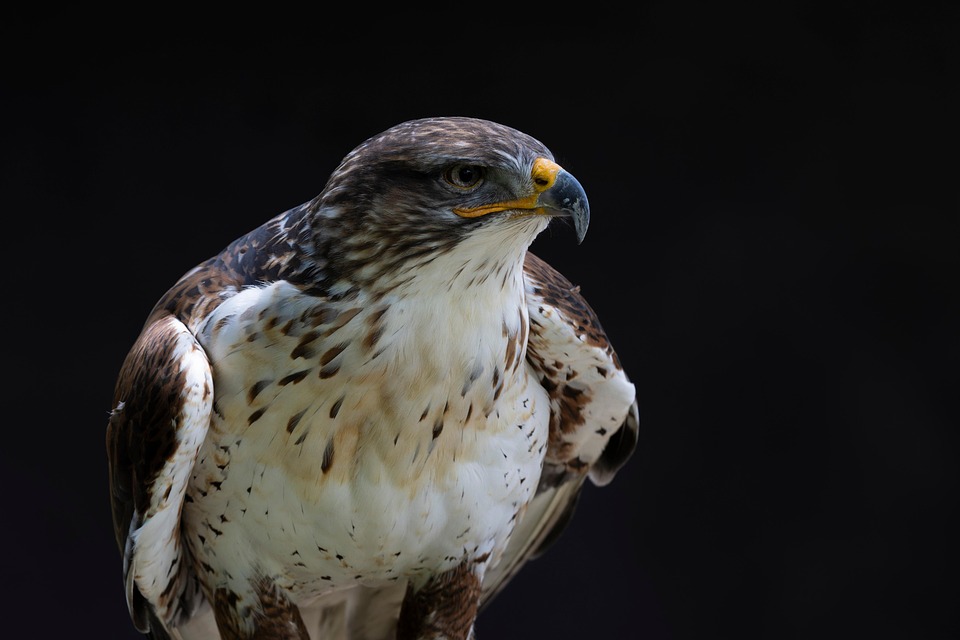 Falcon Bird Of Prey - Free photo on Pixabay - Pixabay