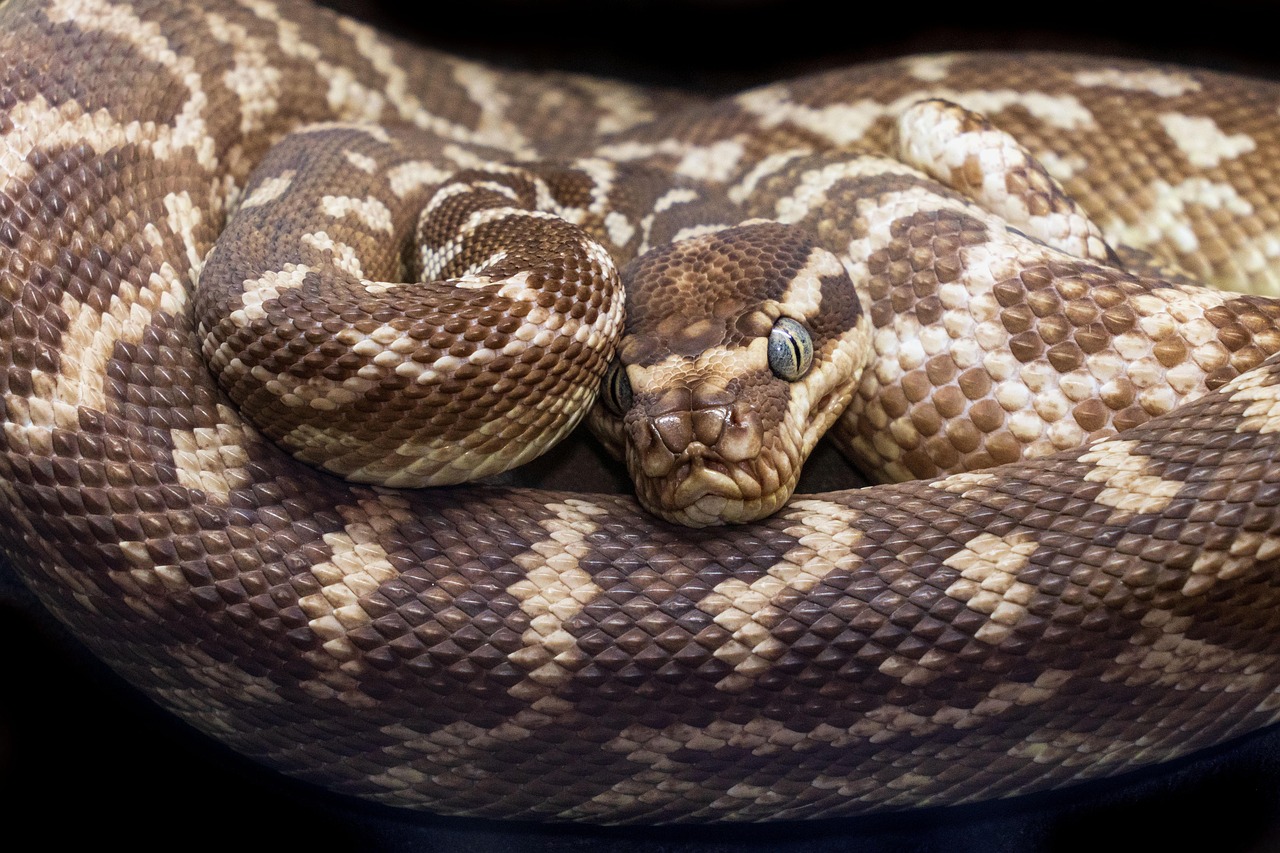 2 000 Free Python Snake Snake Photos Pixabay