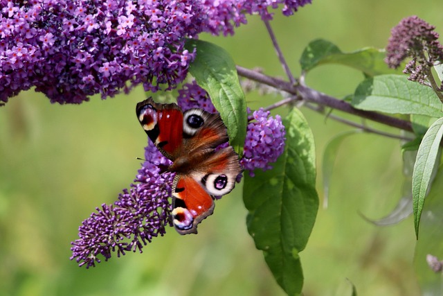 Peacock Butterfly Insect - Free photo on Pixabay - Pixabay
