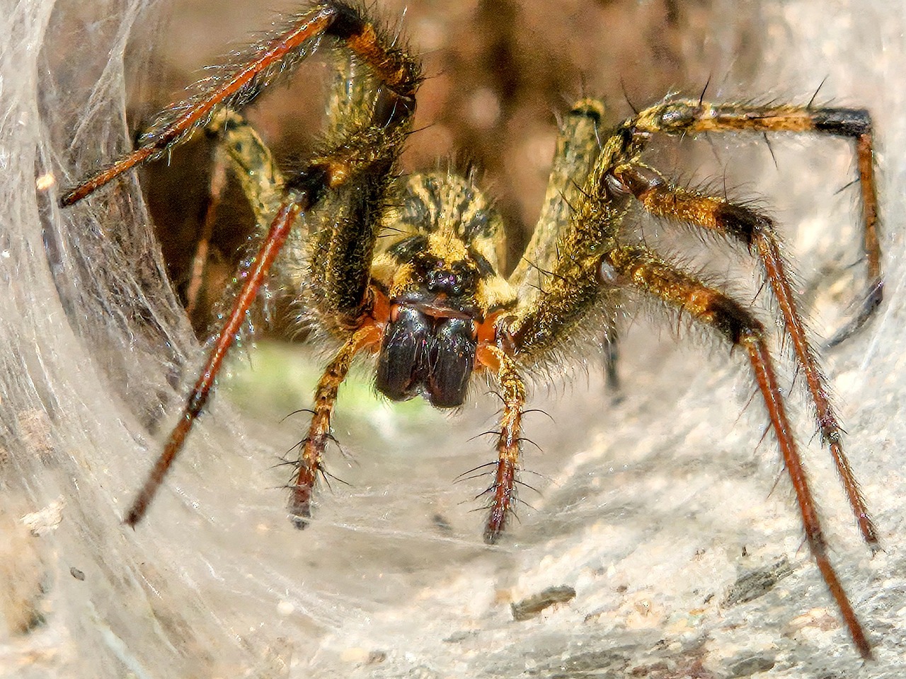 Nature Animal Spider - Free photo on Pixabay - Pixabay