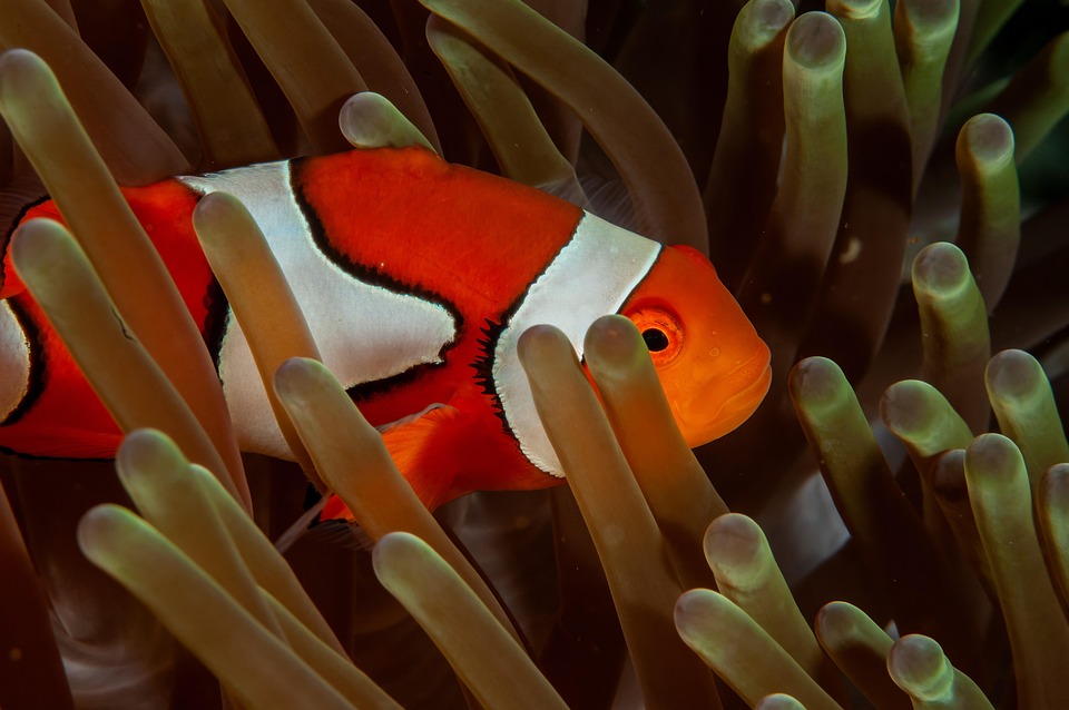 Poisson Clown Animal Corail - Image gratuite sur Pixabay - Pixabay