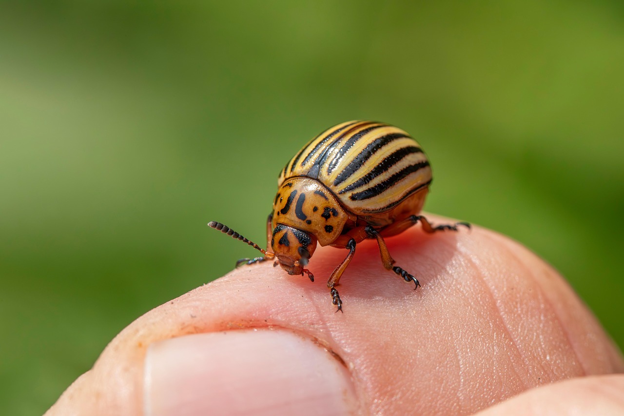 Colorado Potato Beetle Insect Bug - Free photo on Pixabay