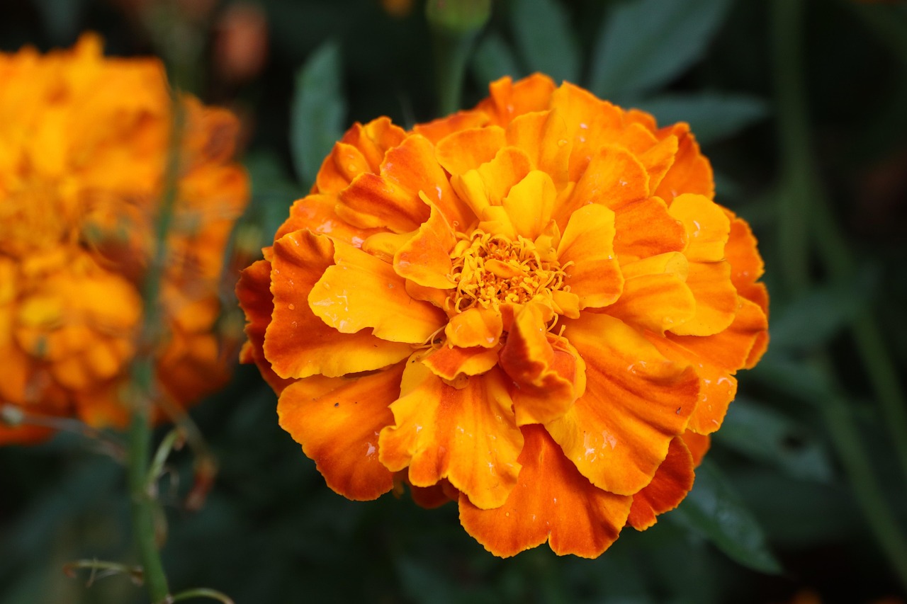 Orange Flower Marigold - Free photo on Pixabay - Pixabay
