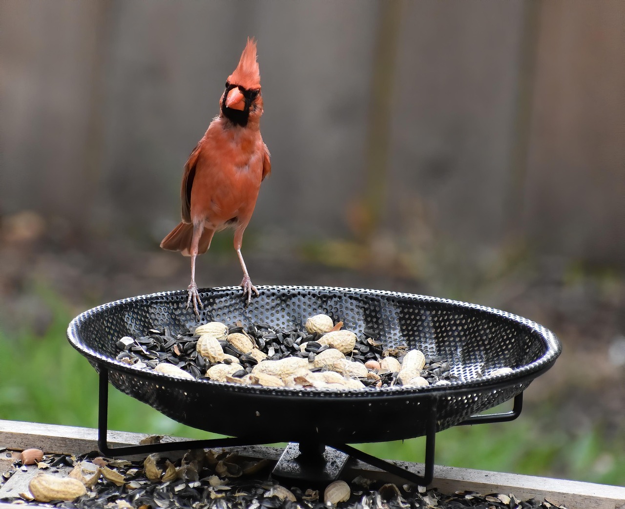 Cardinal Bird Red Holly - Free photo on Pixabay - Pixabay