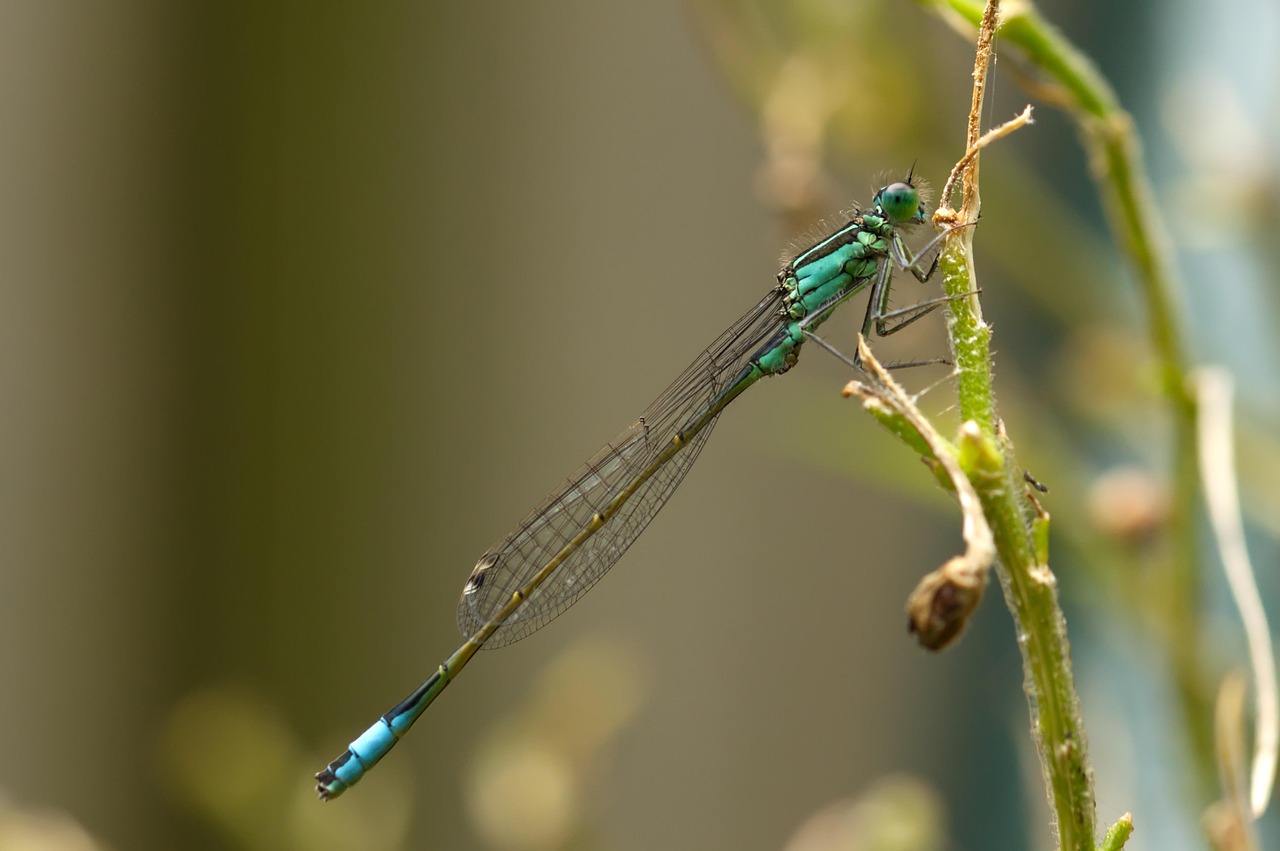 Demoiselle Insecte Nature - Photo gratuite sur Pixabay - Pixabay