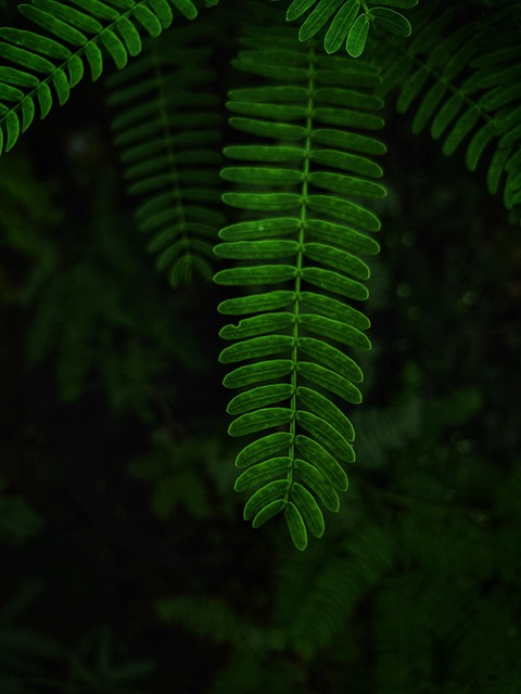 Hijau Gelap Latar Belakang - Foto gratis di Pixabay - Pixabay