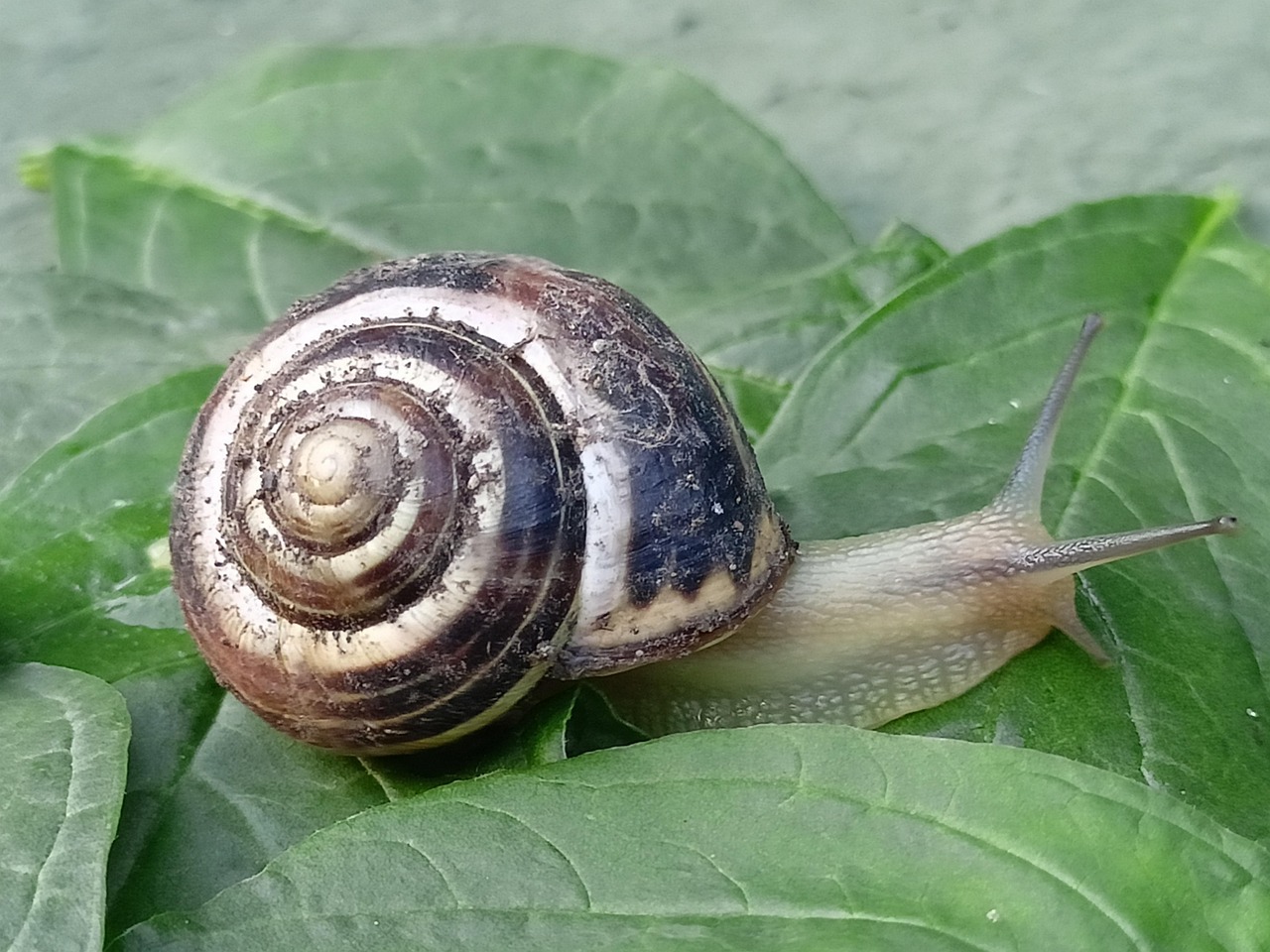 Escargot La Nature Animal - Photo gratuite sur Pixabay