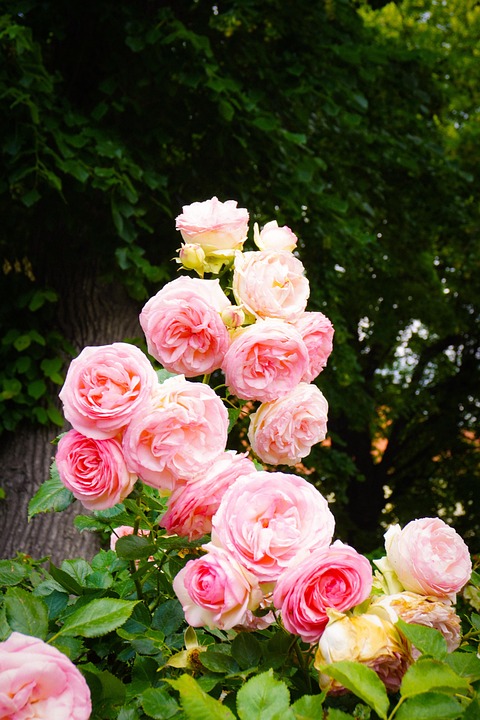 Rose Fleur Bloom - Photo gratuite sur Pixabay