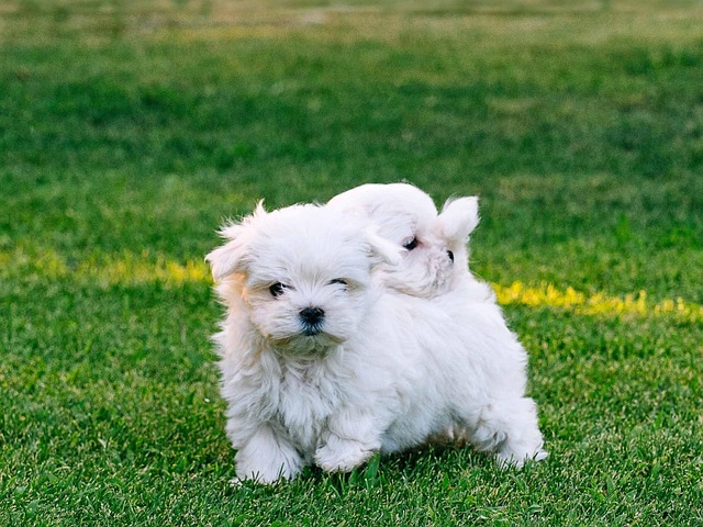 Cachorro Animal Doméstico Natureza - Foto gratuita no Pixabay - Pixabay