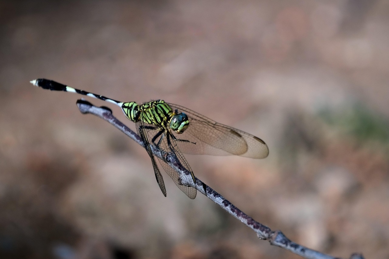 Dragonfly Insect Lake - Free photo on Pixabay - Pixabay