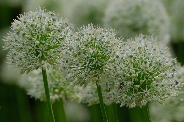 Allium Flowers Background - Free photo on Pixabay - Pixabay
