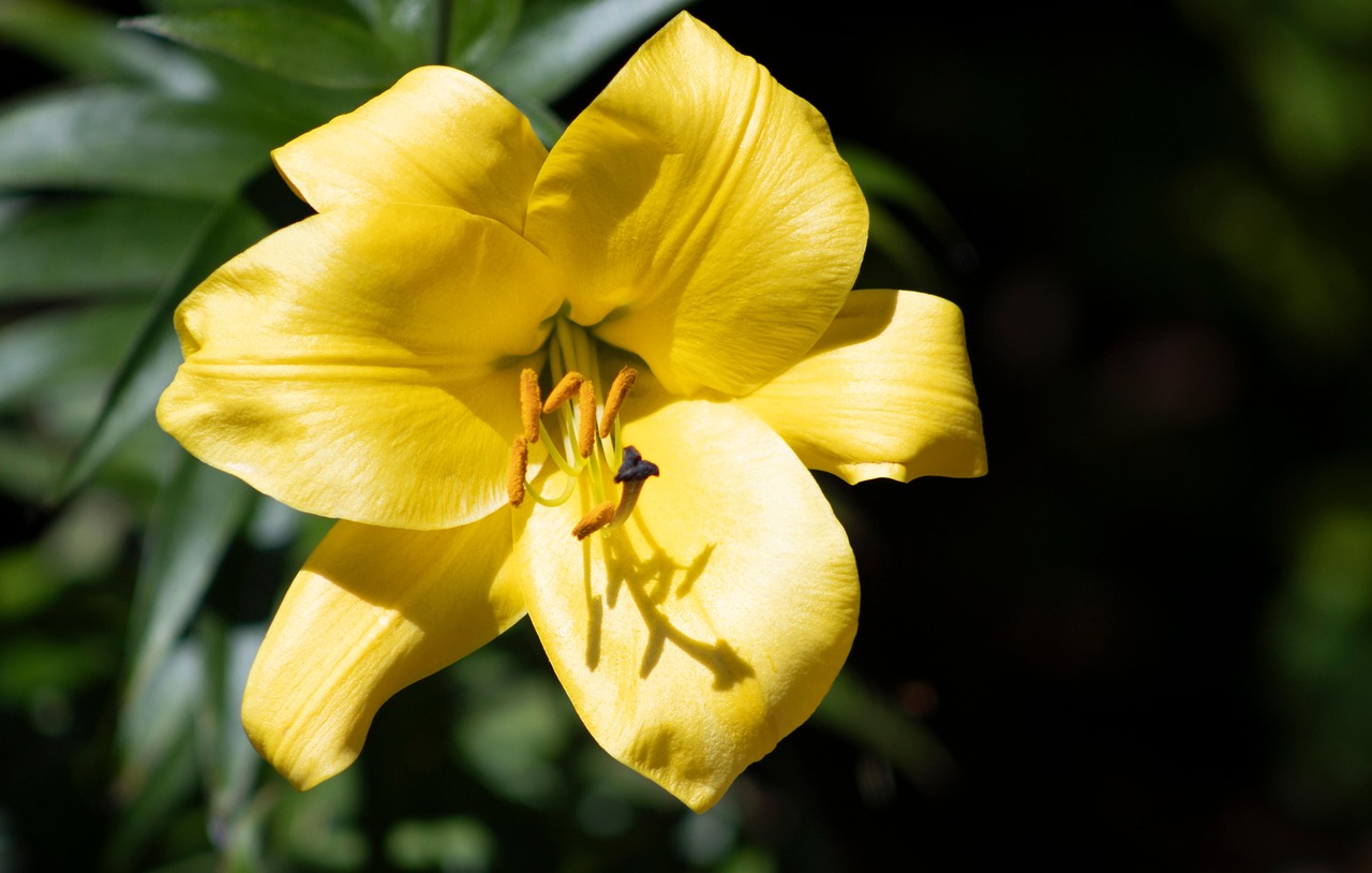 Lily Yellow Flower - Free photo on Pixabay - Pixabay