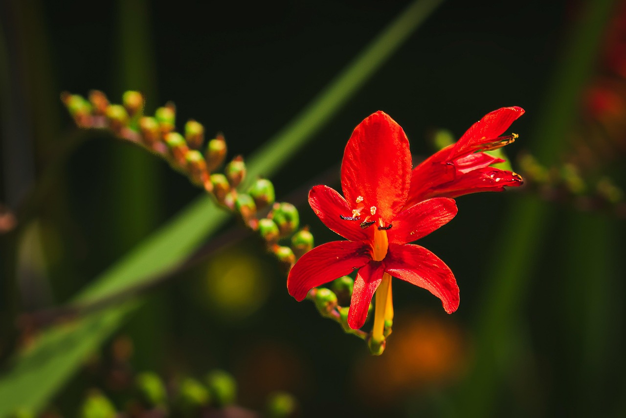 Flor Belleza Exterior - Foto gratis en Pixabay - Pixabay