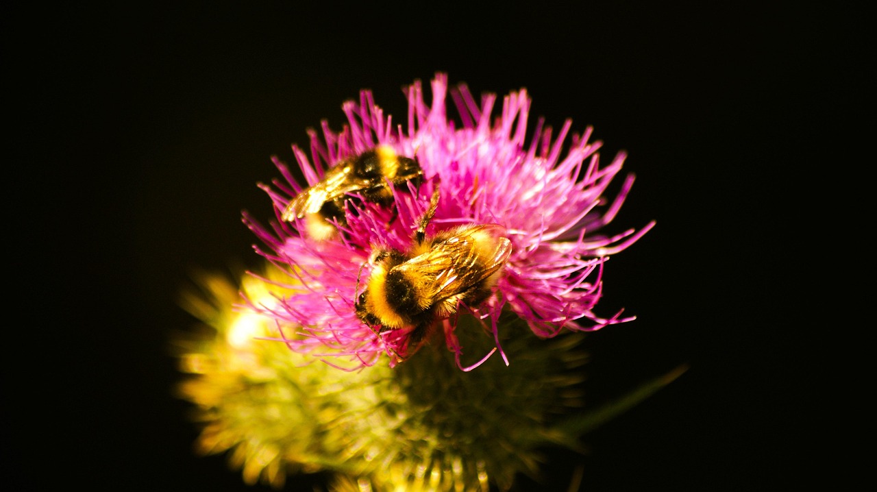 Bumblebees Insects Pollination - Free photo on Pixabay - Pixabay