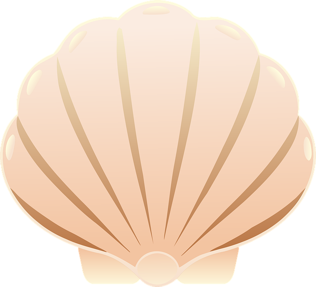 Download Shell, Clam, Mollusc. Royalty-Free Vector Graphic - Pixabay