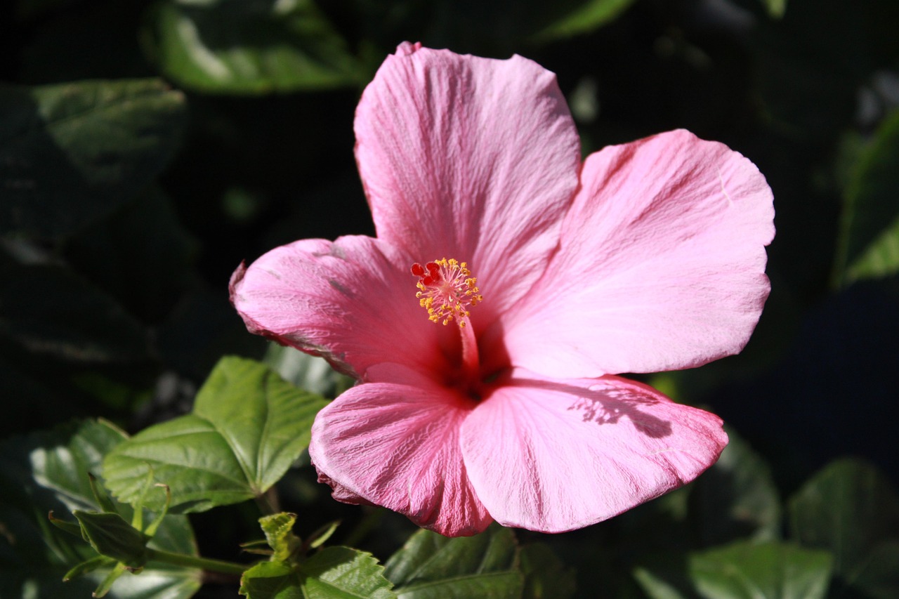 Flower Nature - Free photo on Pixabay
