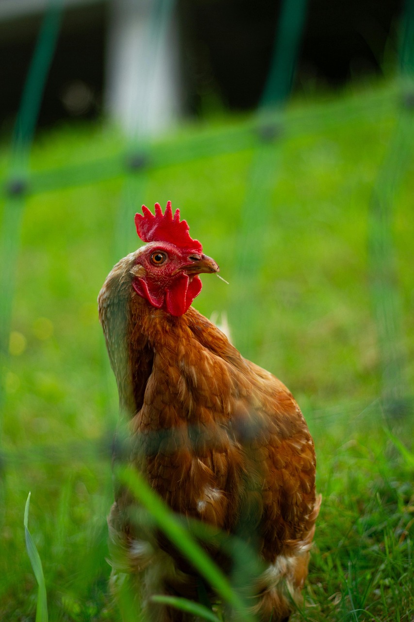 Chicken Poultry Animal - Free photo on Pixabay