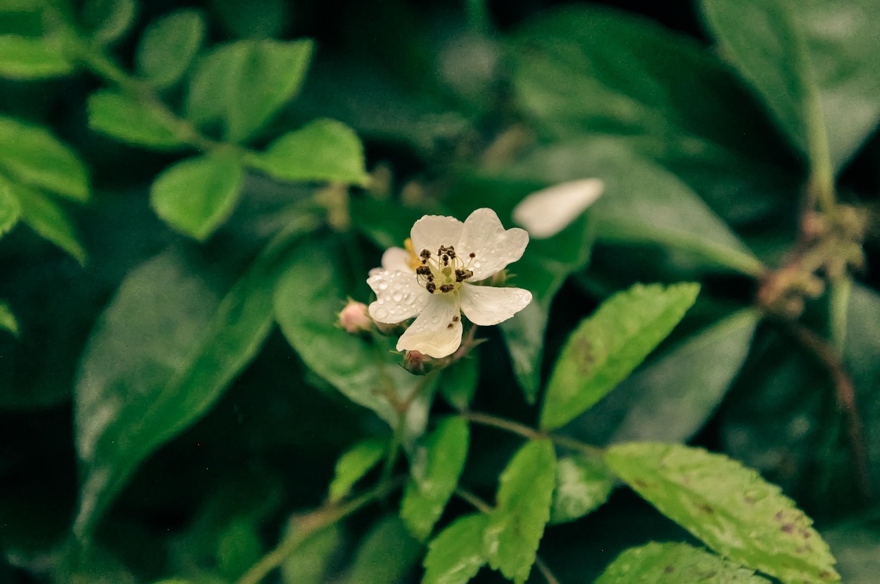 Flower Nature Alone - Free photo on Pixabay - Pixabay