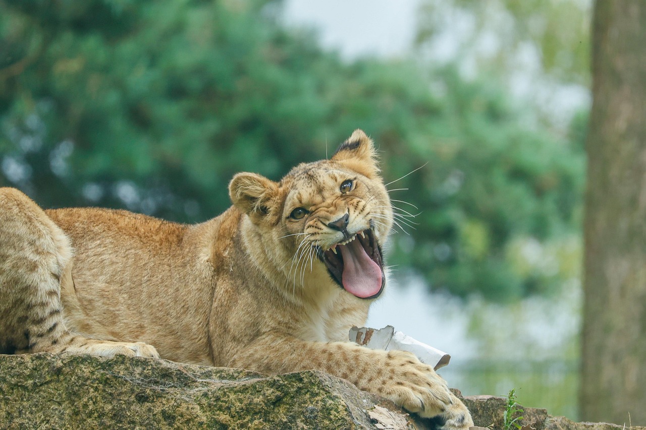 Lion Félin Mammifère - Photo gratuite sur Pixabay