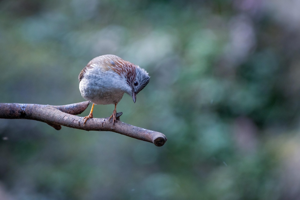 Pájaro Fauna Silvestre Plumaje - Foto gratis en Pixabay - Pixabay