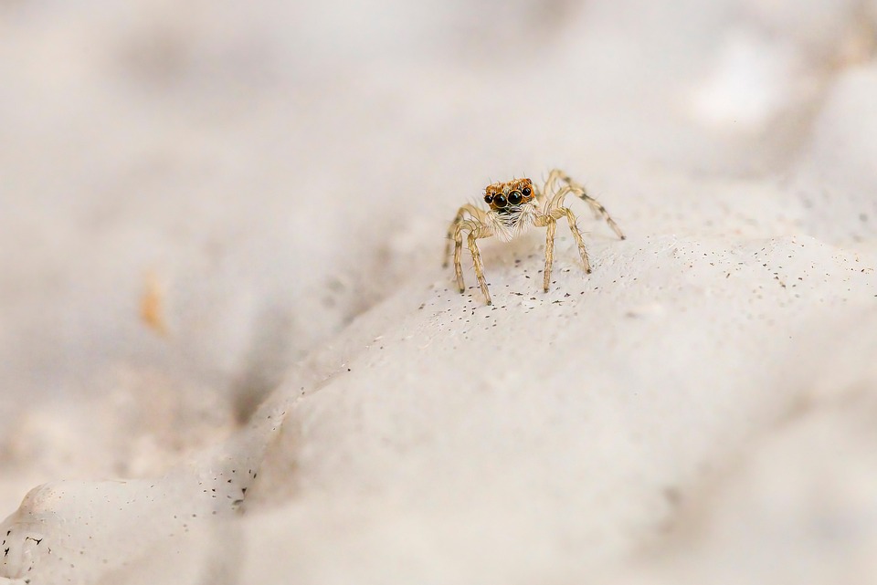 Nature Animal Arachnology - Free photo on Pixabay