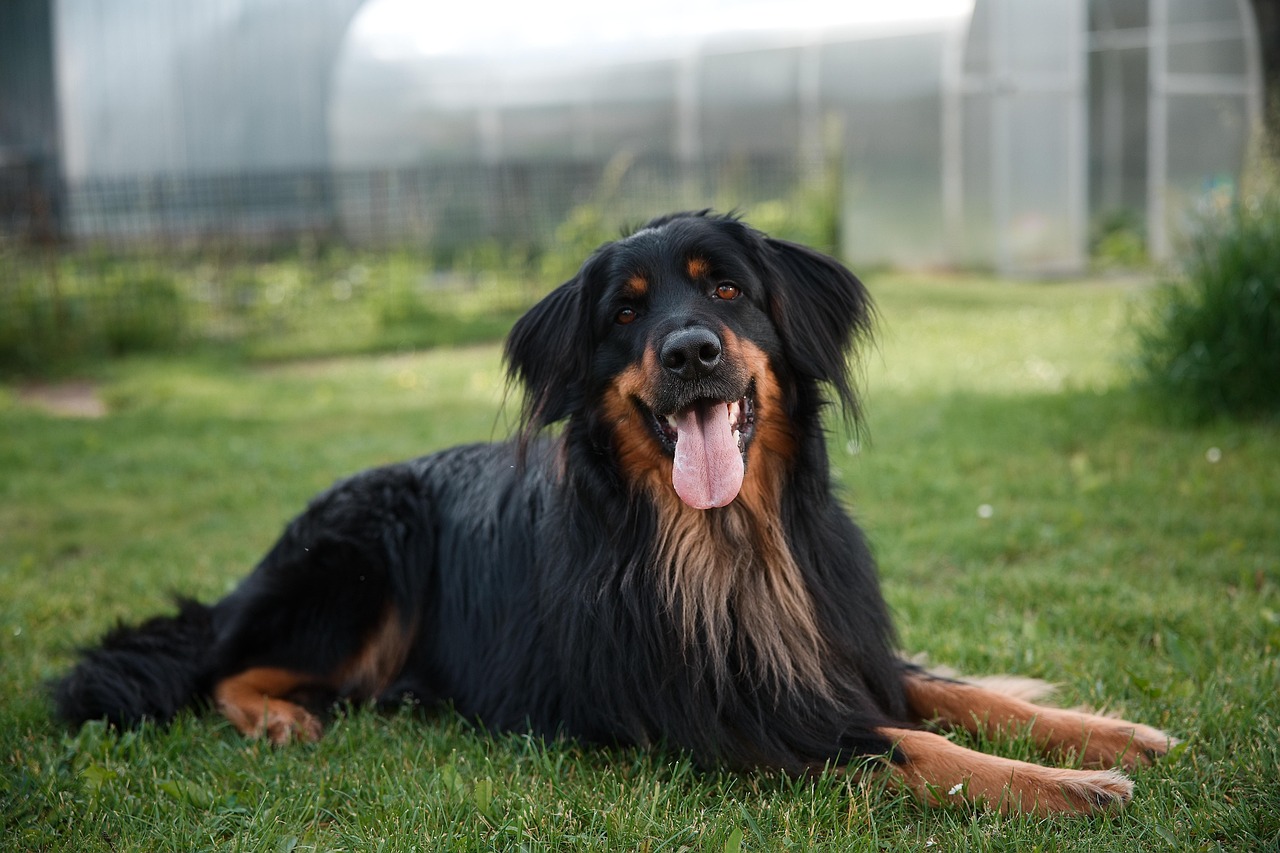 Dog Pet Hovawart - Free photo on Pixabay