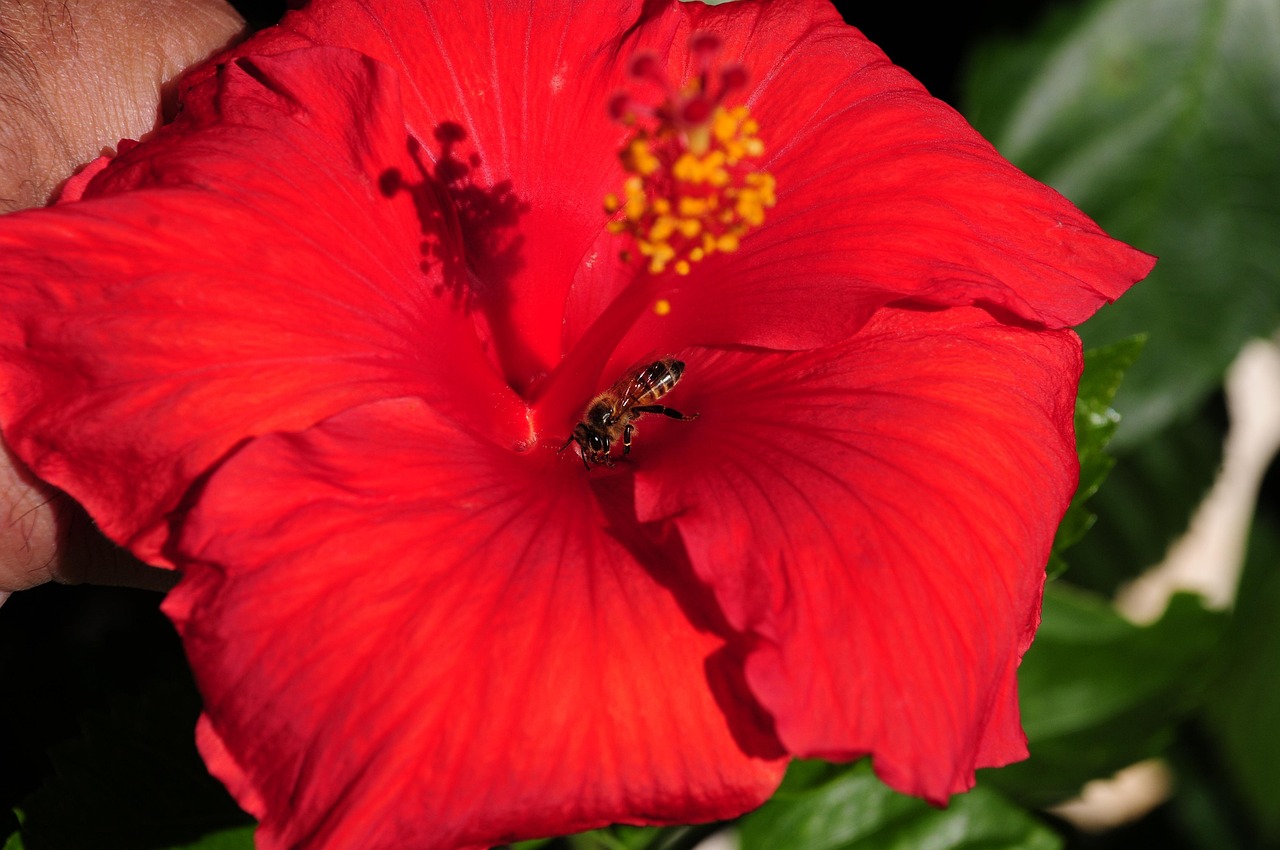 Bee Insect Pollination - Free photo on Pixabay