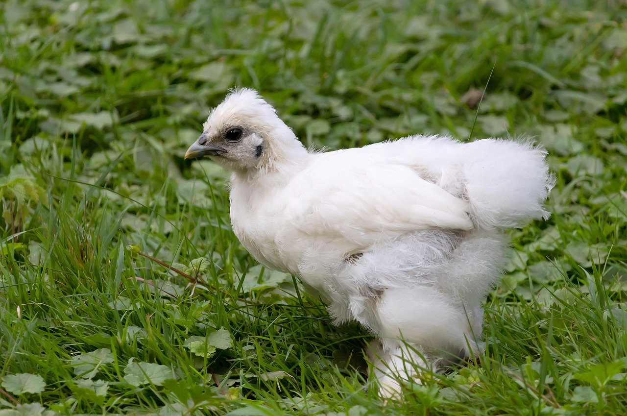 4,000+ Free Silk Hen & Hen Photos - Pixabay