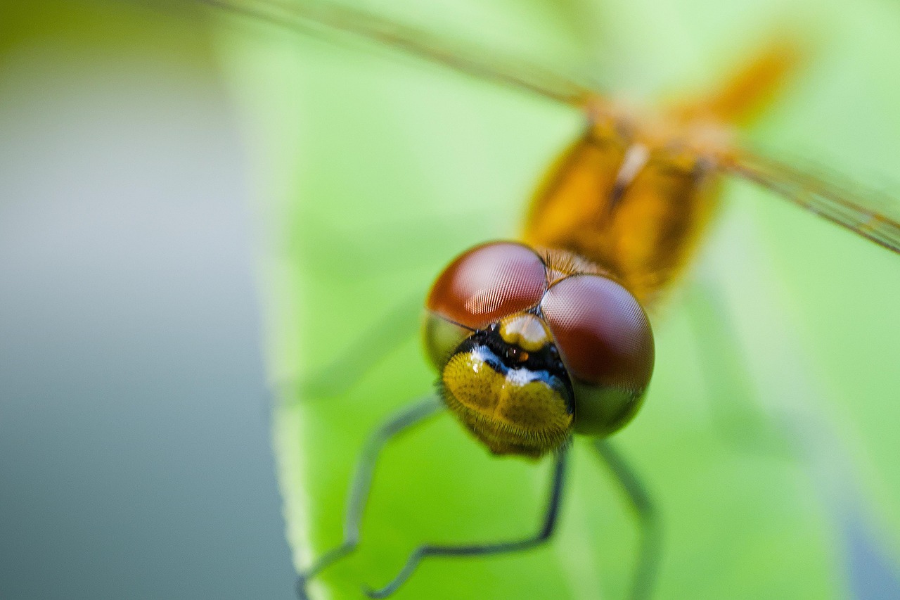 20,000+ Free Dragonfly Face & Dragonfly Images - Pixabay