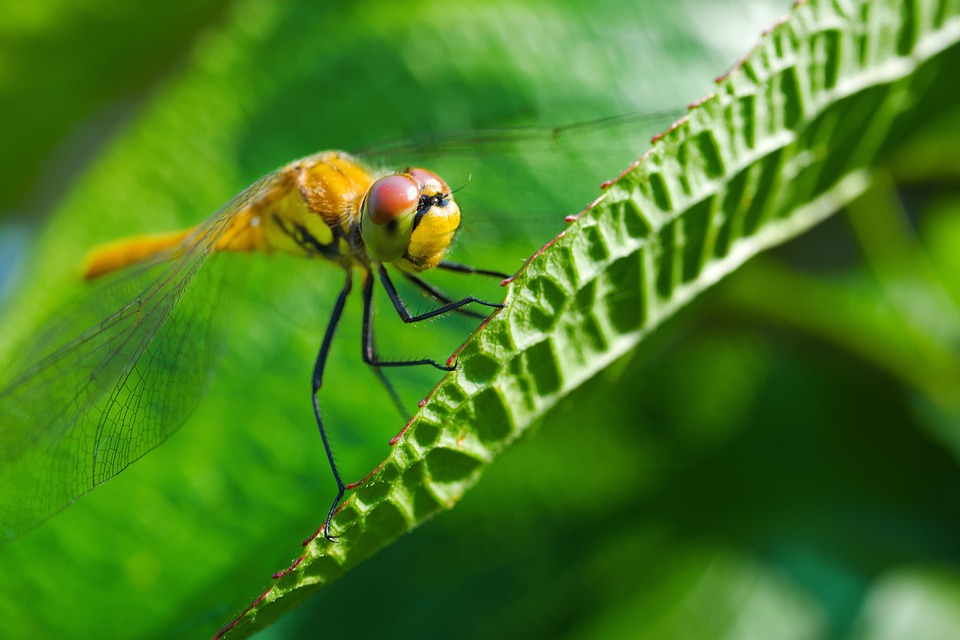 Dragonfly Insect Macro Close - Free photo on Pixabay