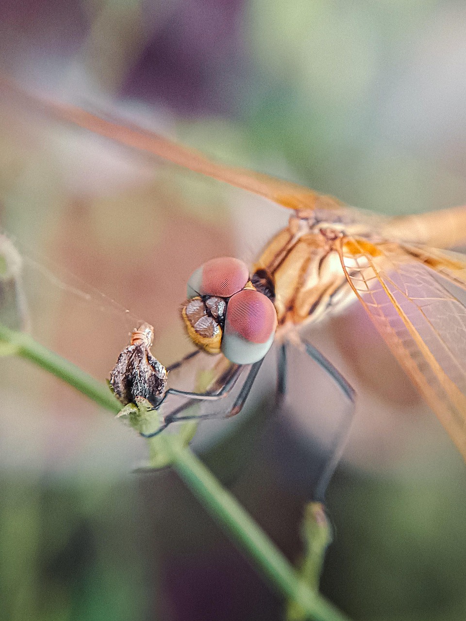Dragonfly Insect Wings - Free photo on Pixabay - Pixabay