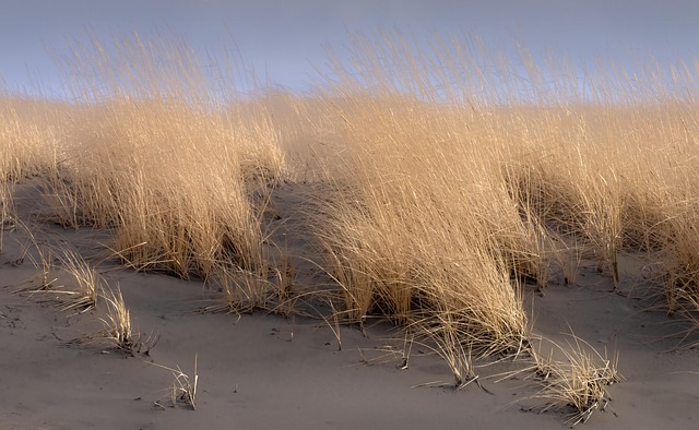 Strand Sand Gras - Kostenloses Foto auf Pixabay