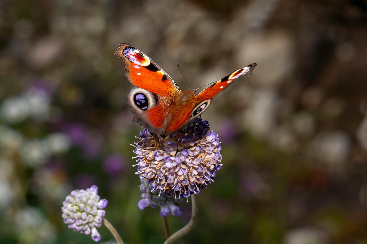 Aglais Io Animal Antenna - Free photo on Pixabay - Pixabay