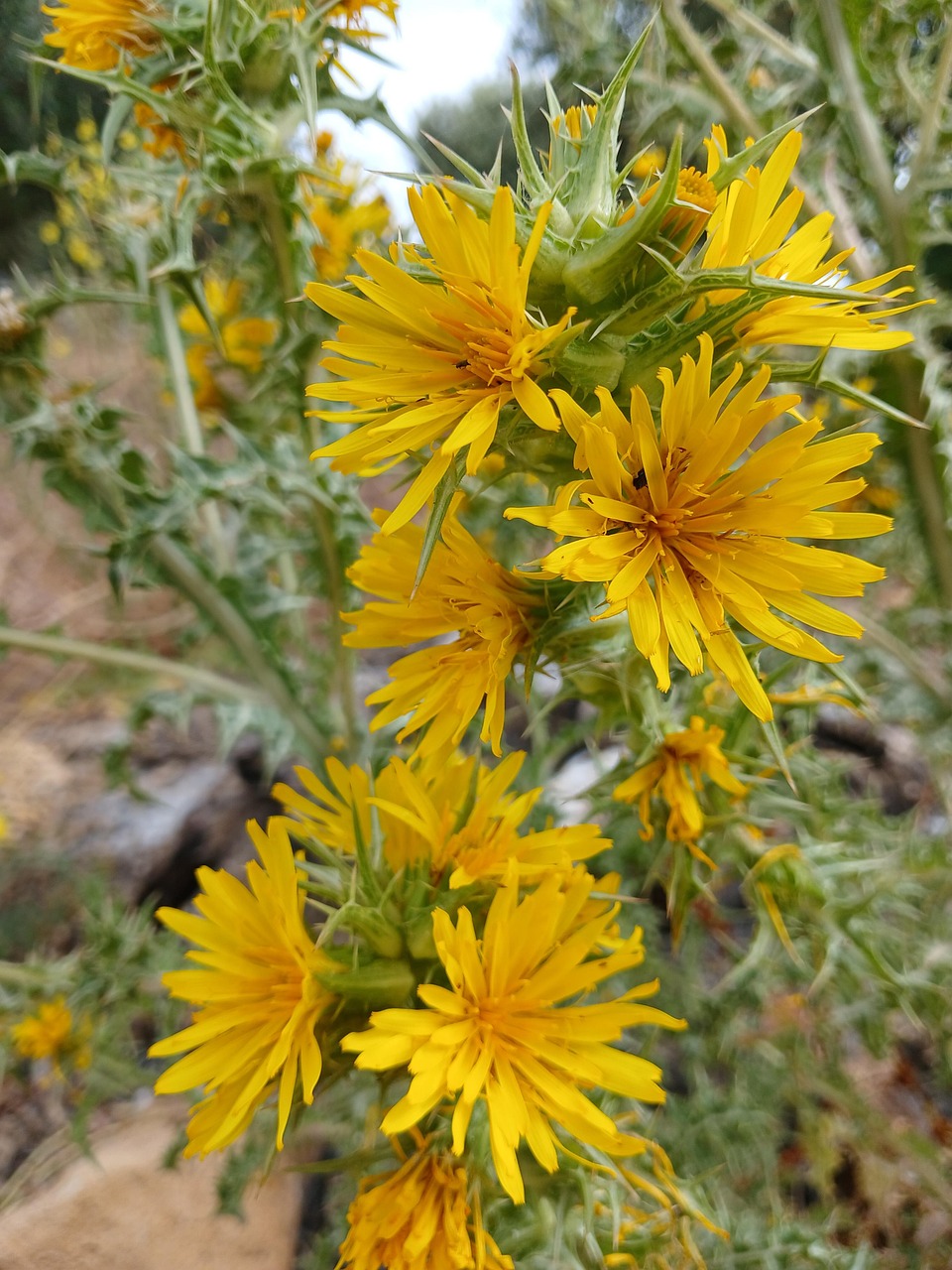 Cardo Amarillo Flores - Foto gratis en Pixabay