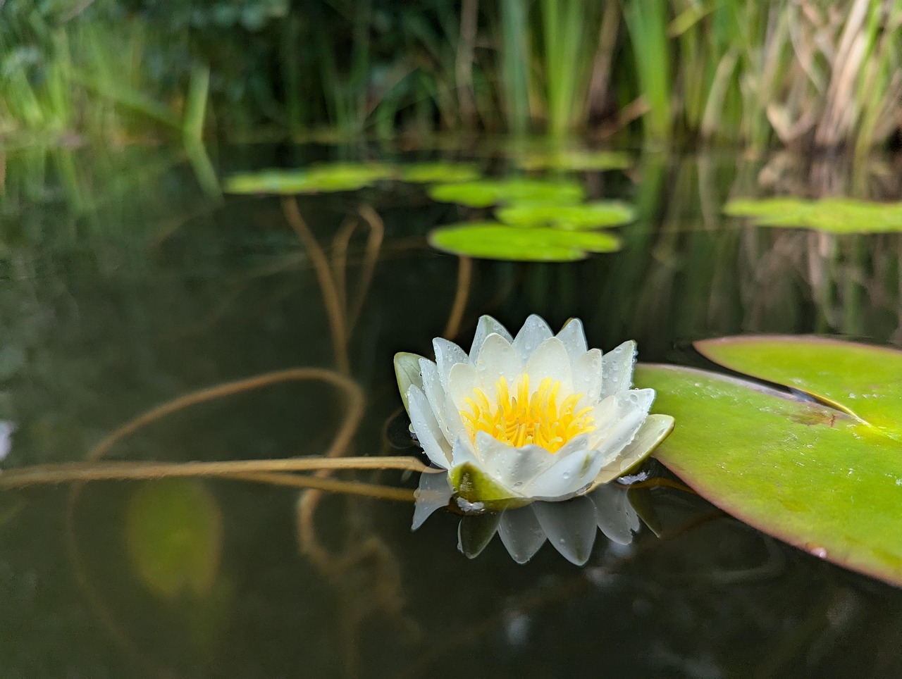 Lily Flower Nature - Free photo on Pixabay