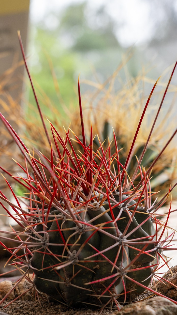 Cacto Natureza Planta - Foto gratuita no Pixabay - Pixabay