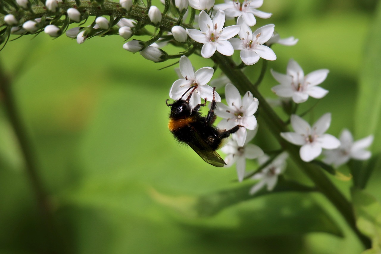 5,000+ Free Bumblebee Transformer & Bumblebee Images - Pixabay
