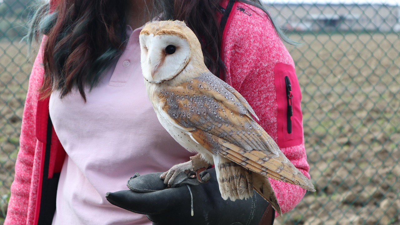 Owl Nature Bird - Free photo on Pixabay