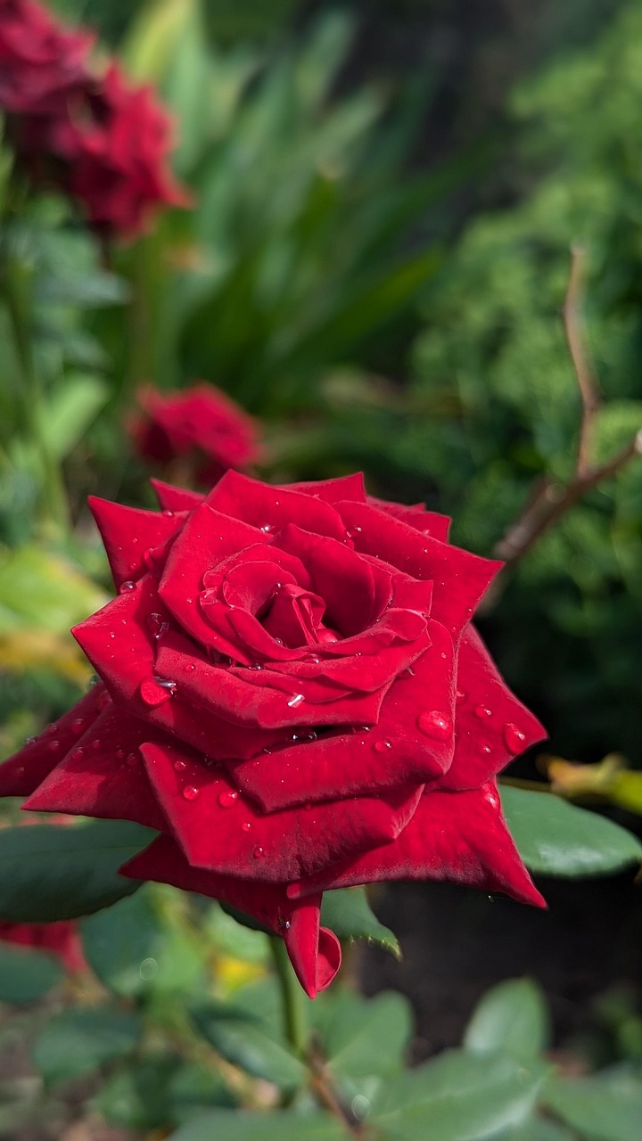 Rose Fleur Bloom - Photo gratuite sur Pixabay