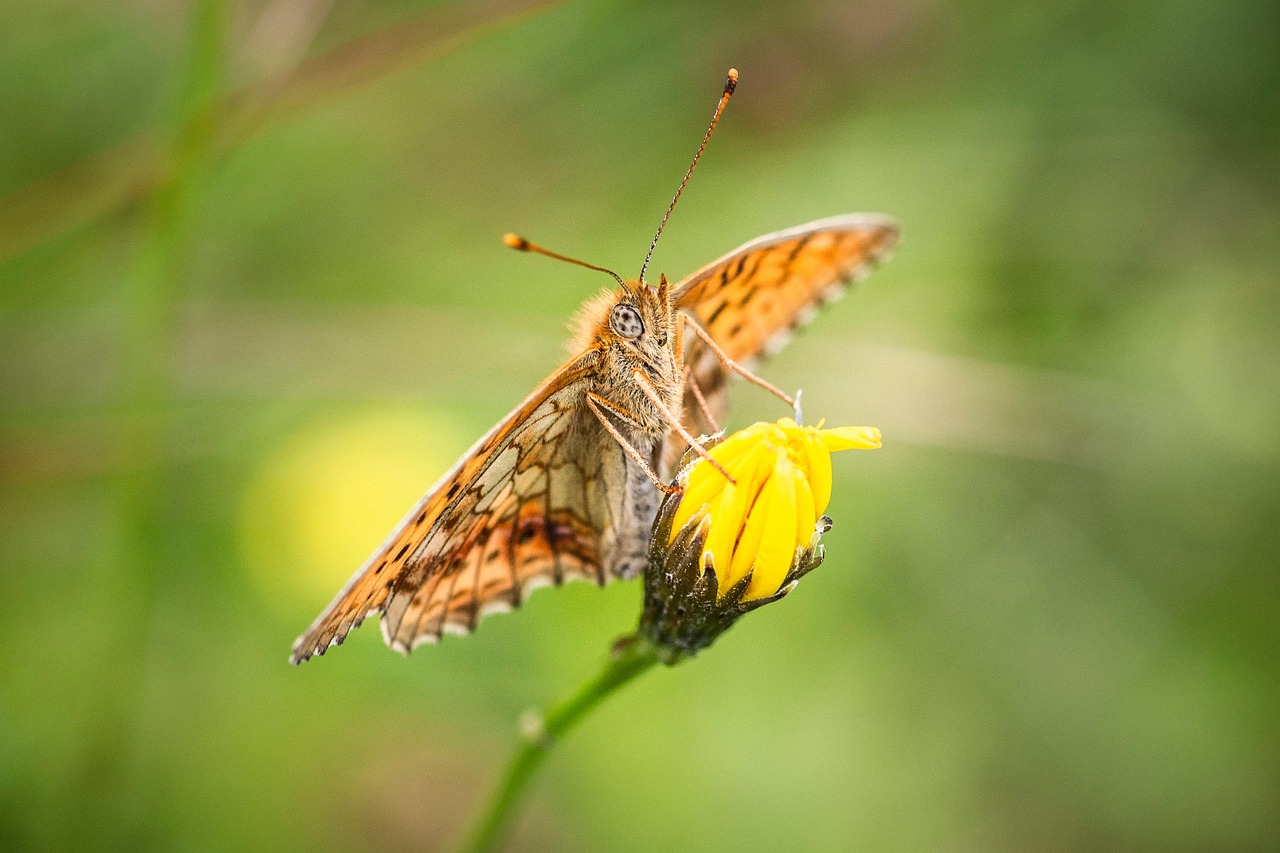 Butterfly Insect Bud - Free photo on Pixabay - Pixabay